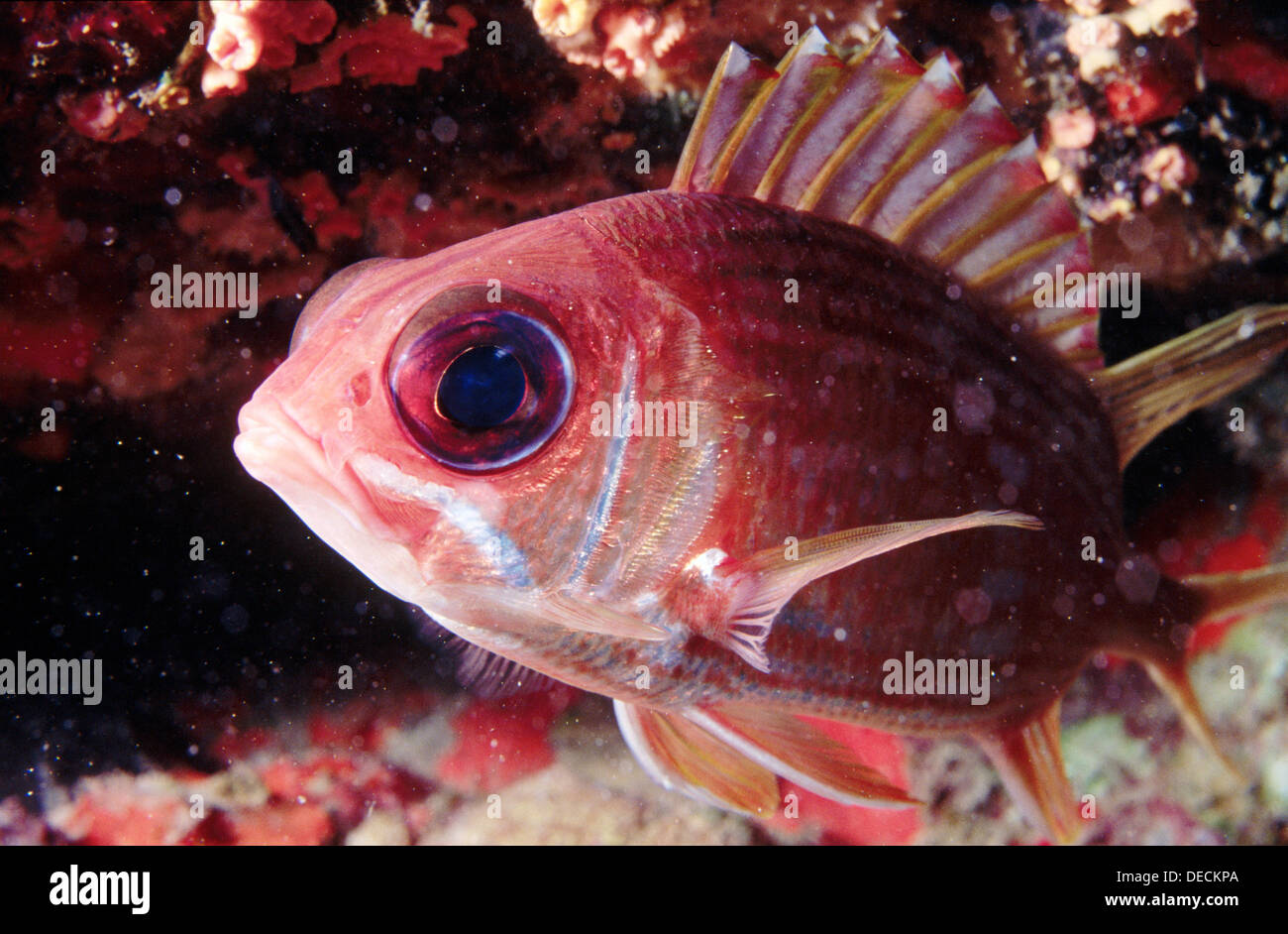 Squirrelfish holocentrus adscensionis fish hi-res stock photography and ...