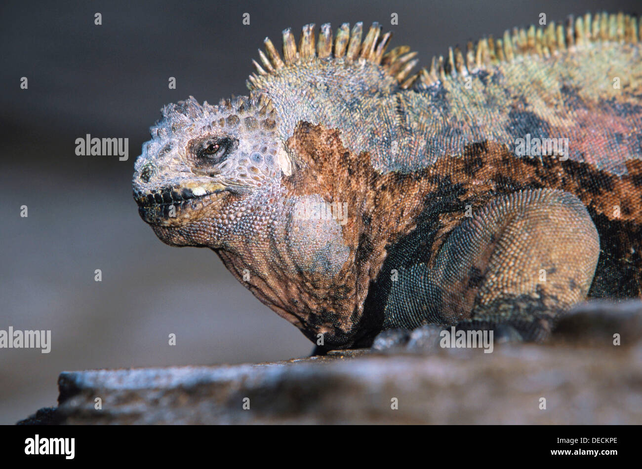 Marine Iguana (Amblyrhynchus cristatus), adult male in Santiago Island ...