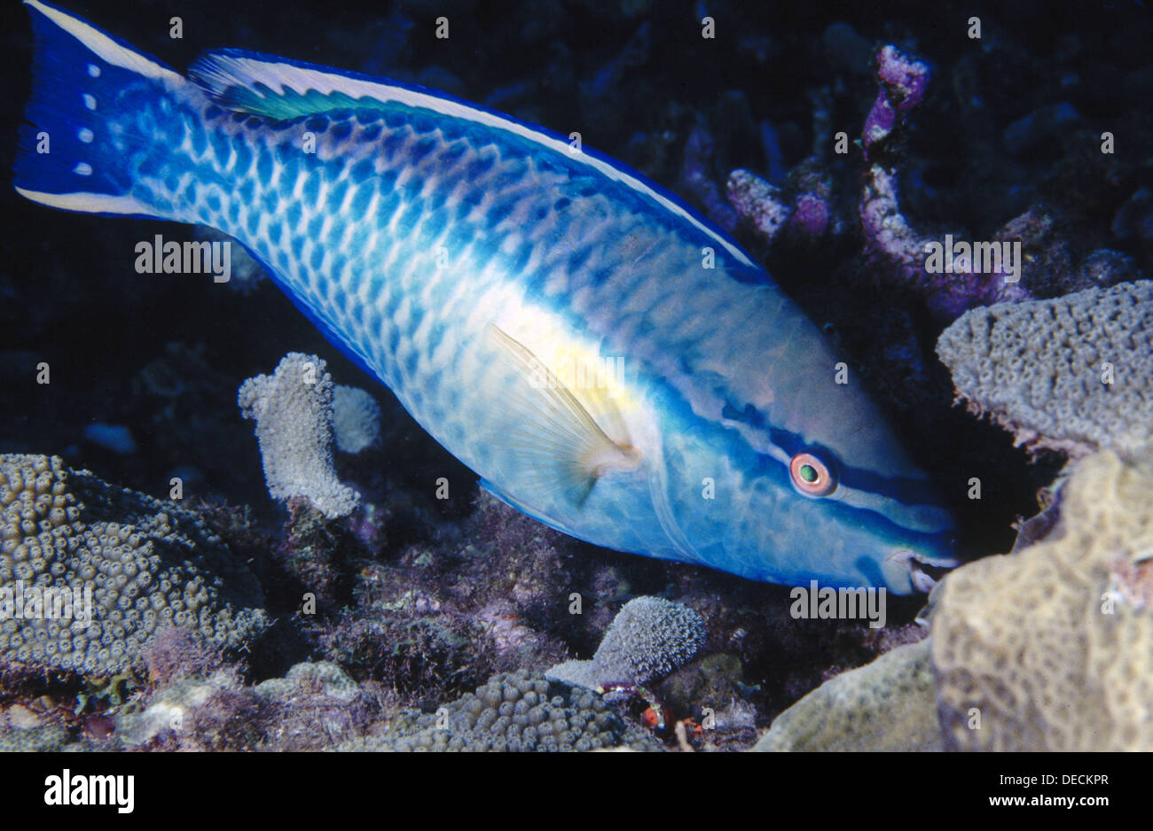 Caribbean Princess Parrotfish High Resolution Stock Photography and ...
