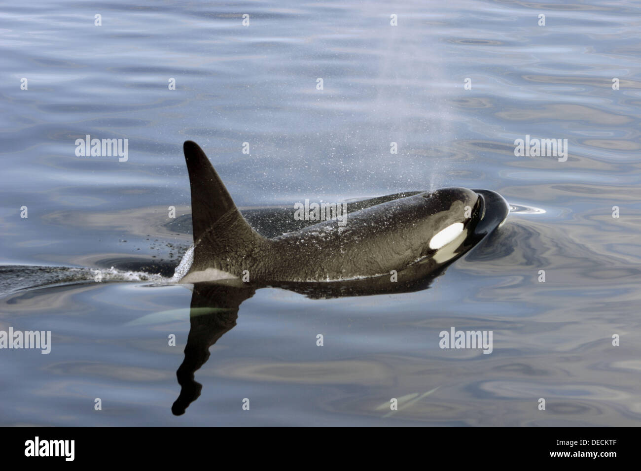 Adult male killer whale orcinus orca hi-res stock photography and ...