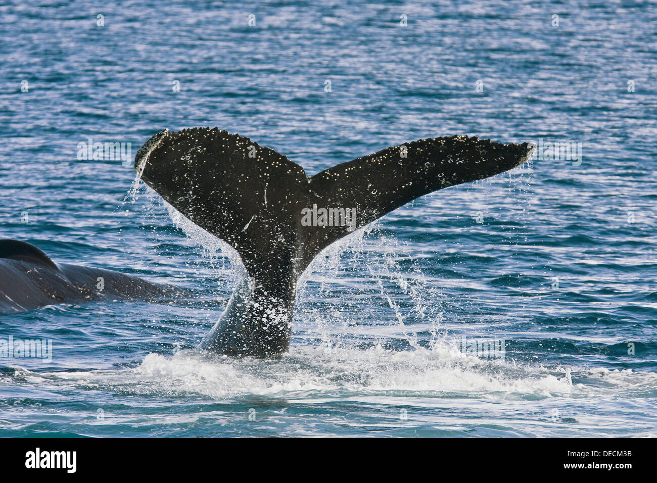 Tubercle humpback whale hi-res stock photography and images - Alamy