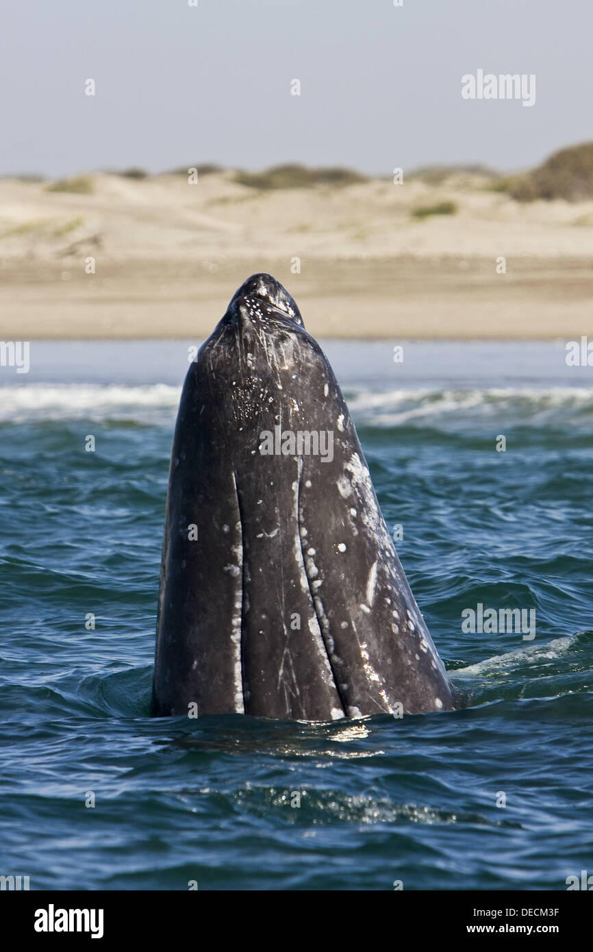Grey whale calf spy hopping hi-res stock photography and images - Alamy