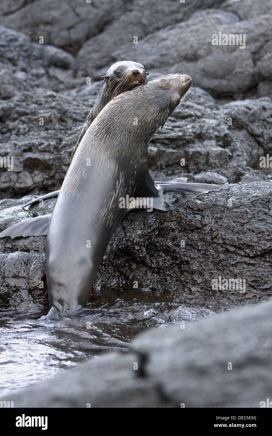 Galapagos fur seals arctocephalus galapagoensis hi-res stock ...