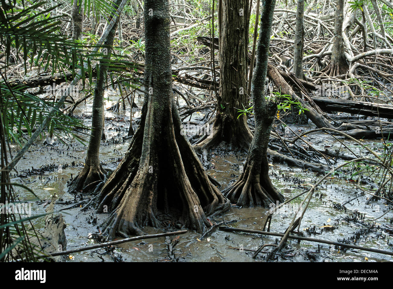 Pelliciera rhizophorae hi-res stock photography and images - Alamy