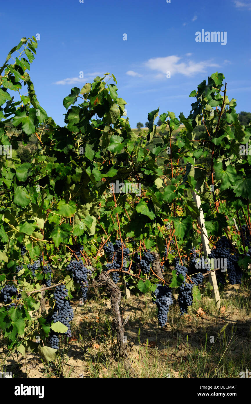 Basilicata wine region hi-res stock photography and images - Alamy