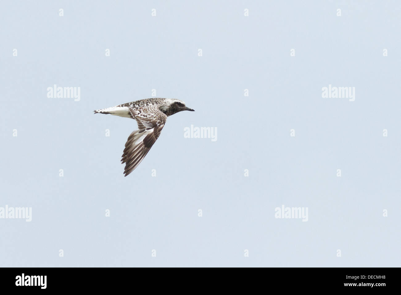 Grey plover flight hi-res stock photography and images - Alamy