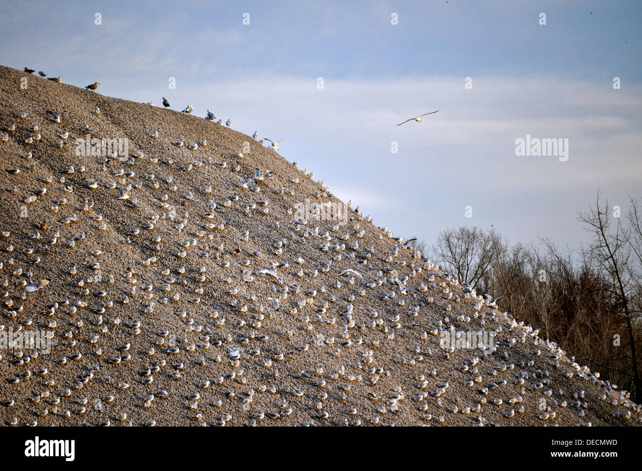 Birds on gravel pile Stock Photo - Alamy