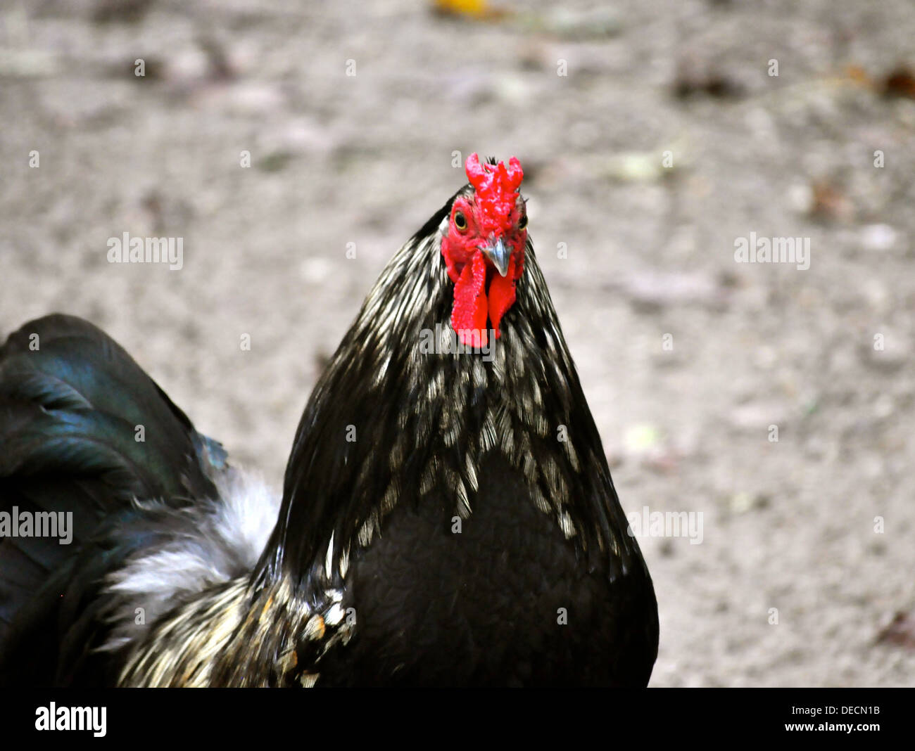 Black and Red Rooster Stock Photo - Alamy