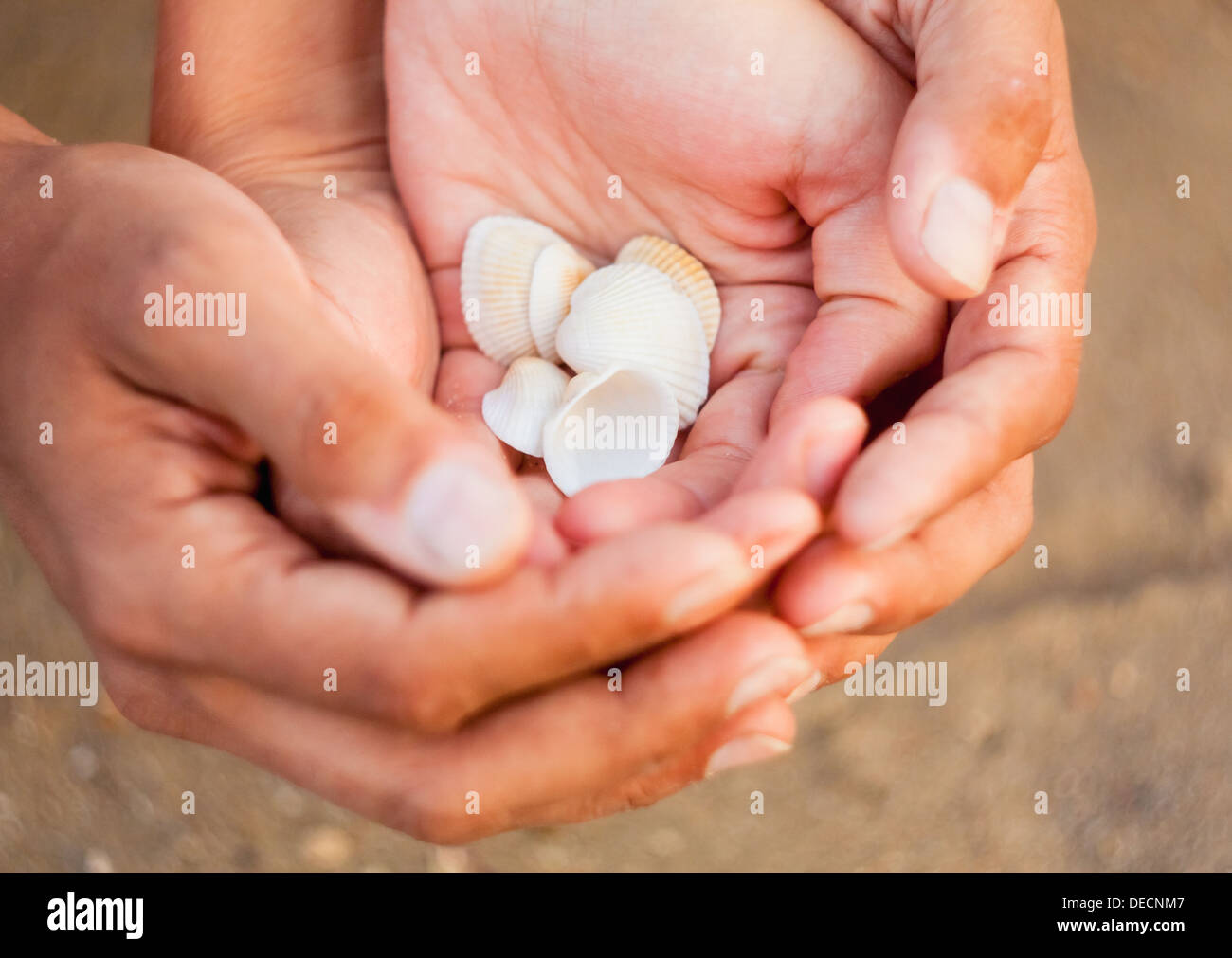 Hands holding seashell hi-res stock photography and images - Alamy