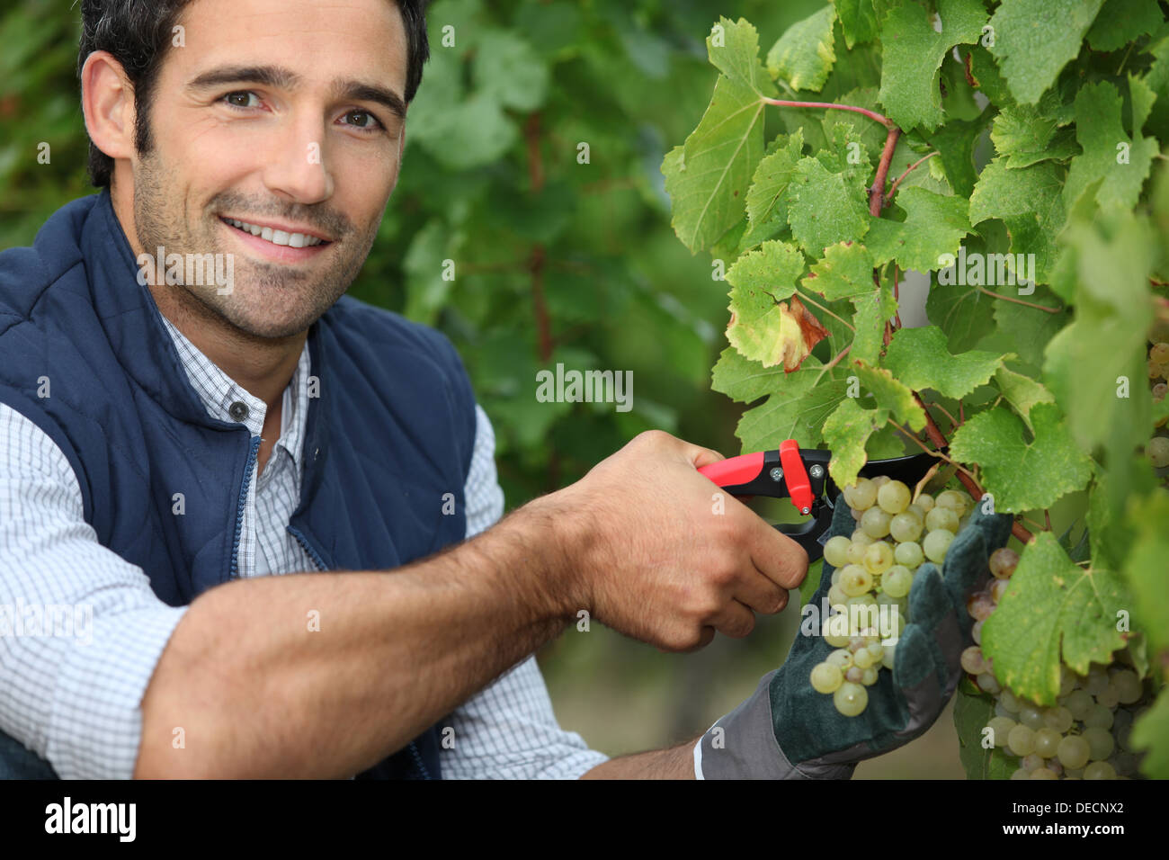 Man pruning vine Stock Photo - Alamy