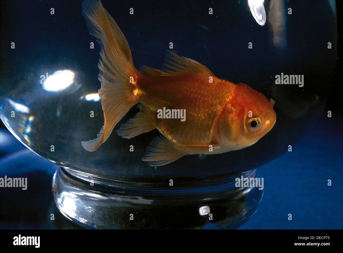 Prize Goldfish High Resolution Stock Photography and Images - Alamy