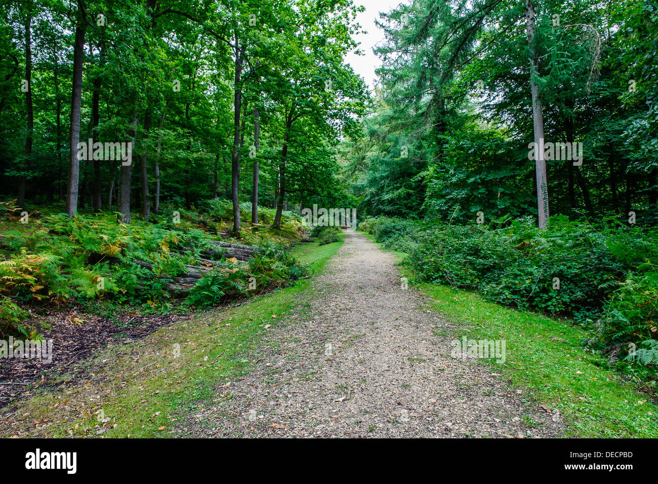 New forest walk hi-res stock photography and images - Alamy