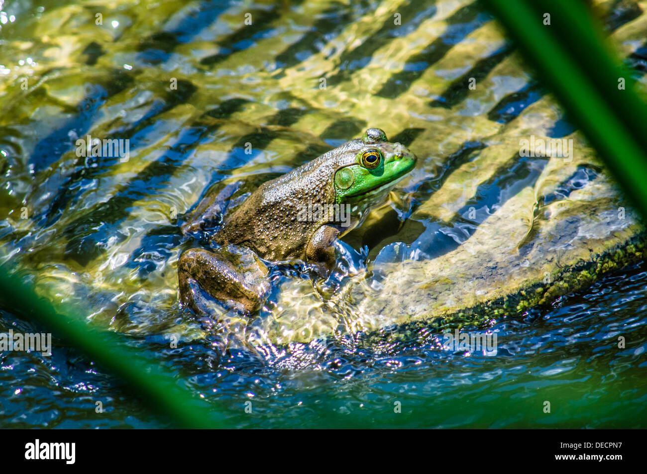 Sunbathing frog hi-res stock photography and images - Alamy