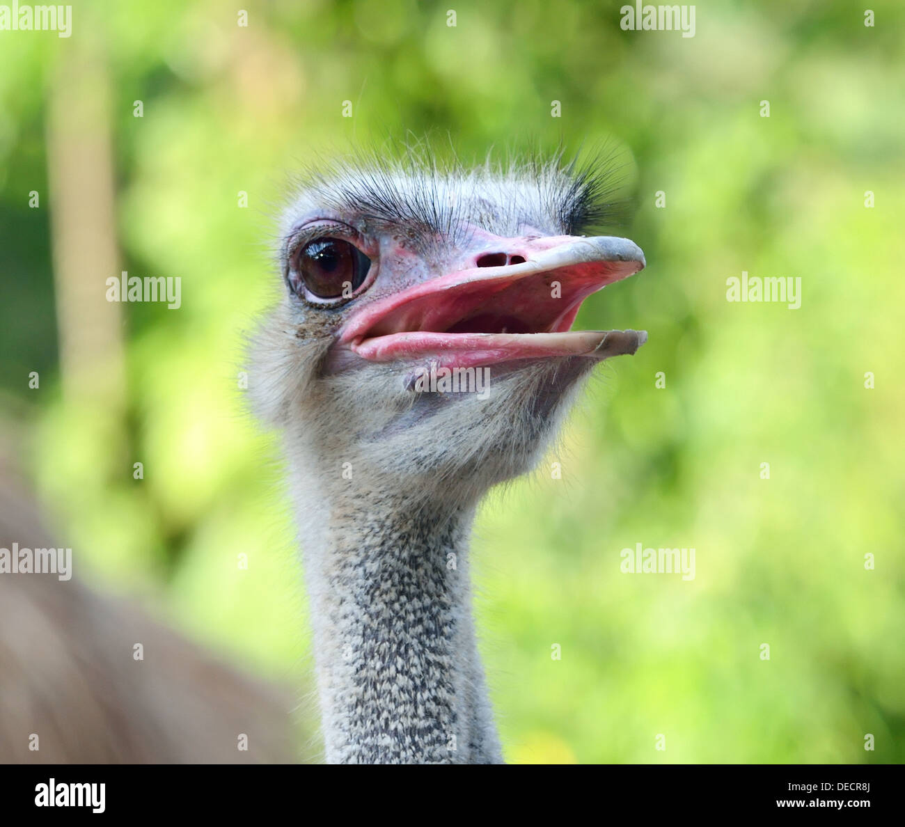 Ostrich animal hi-res stock photography and images - Alamy