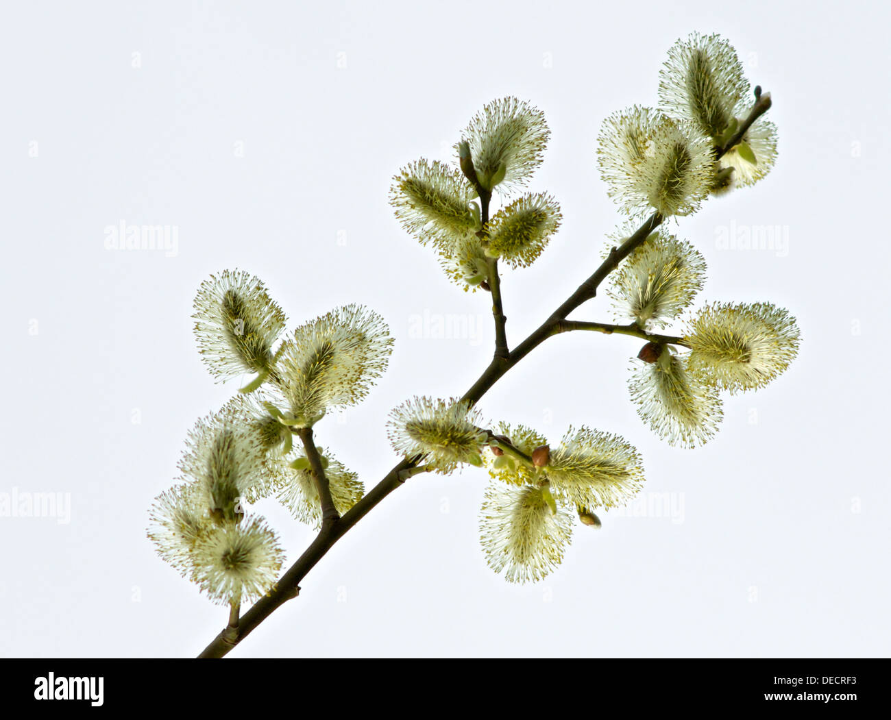 White Fluffy Catkins