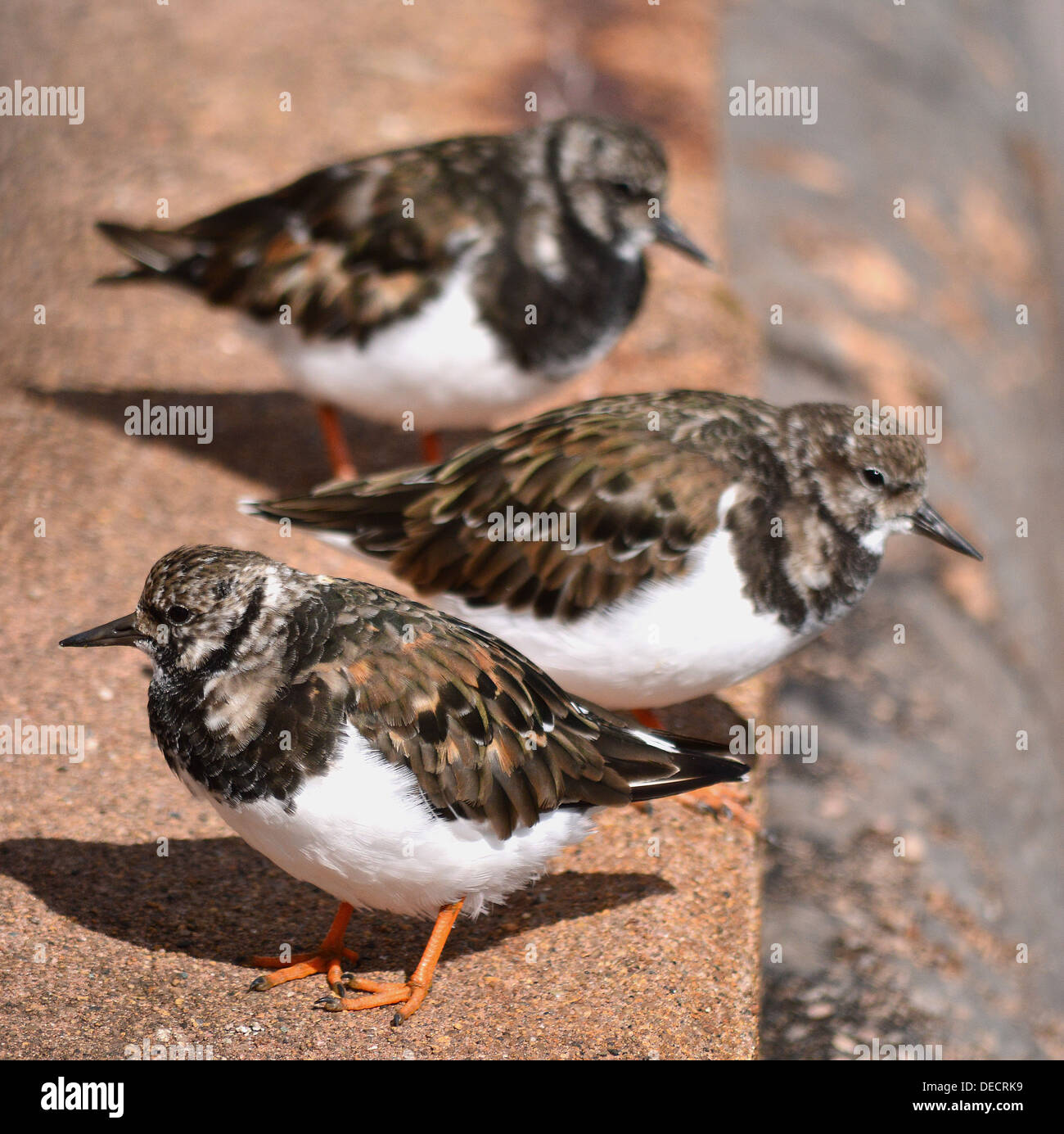 Turnstone birds, three on the promenade at Preston Sands, Torbay, Devon ...