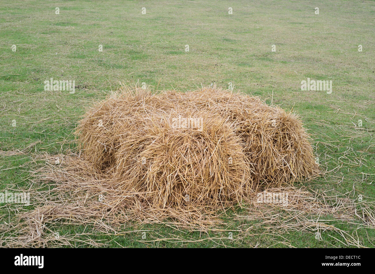 Stra field High Resolution Stock Photography and Images - Alamy