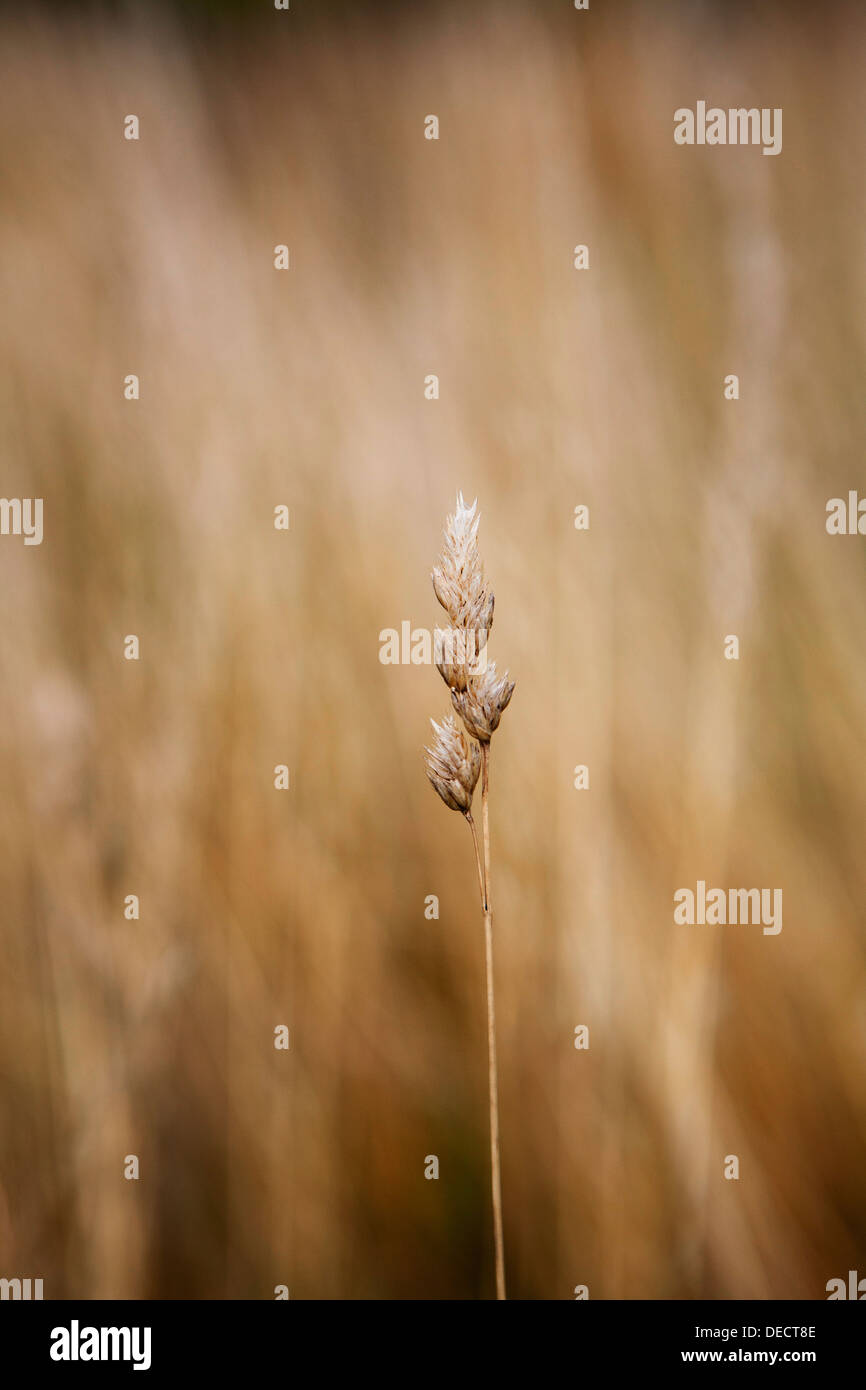 Grass plants hi-res stock photography and images - Alamy