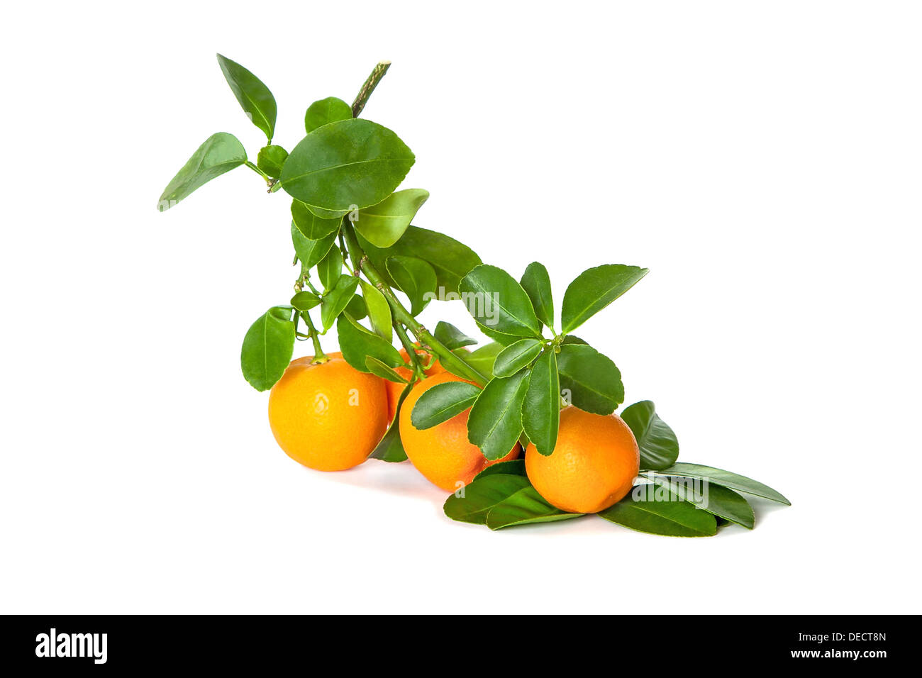 Orange juice small oranges hi-res stock photography and images - Alamy