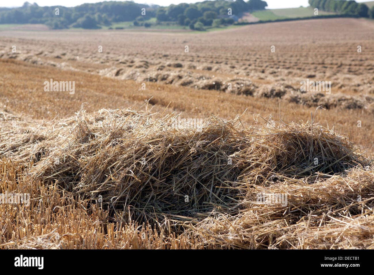 Ready for baling hi-res stock photography and images - Alamy