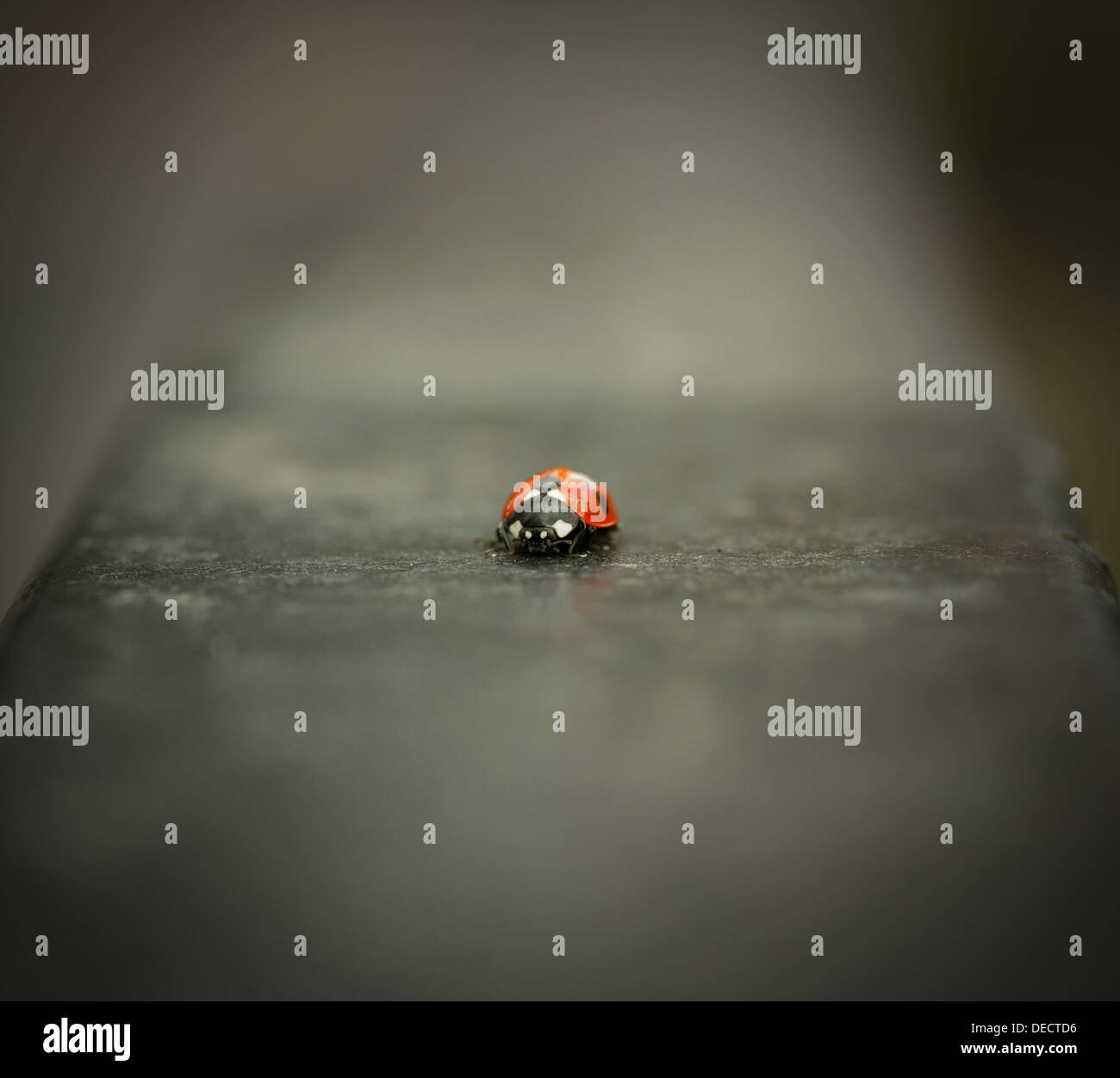 Ladybird in nature hi-res stock photography and images - Alamy