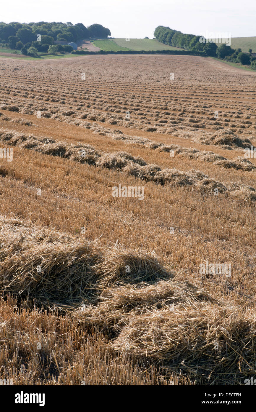 Straw piles hi-res stock photography and images - Alamy