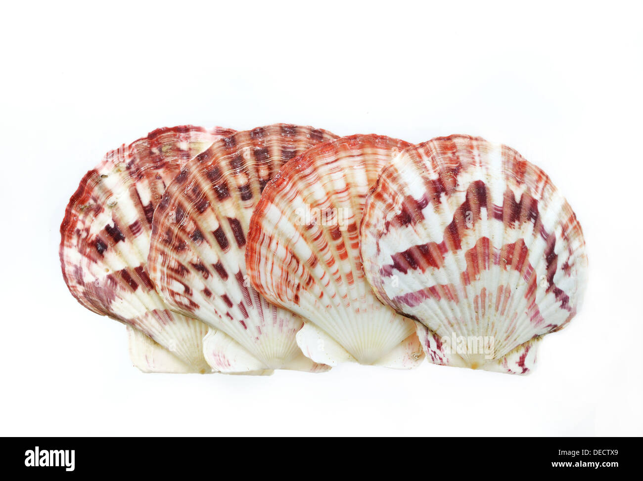 sea shells isolated on white background Stock Photo - Alamy