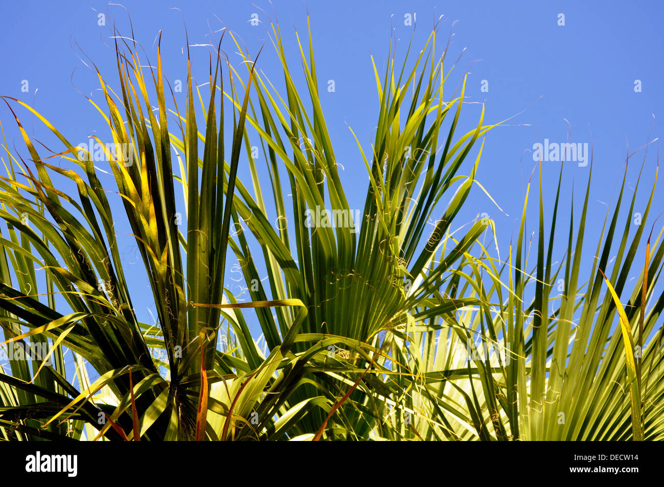 Green greener hi-res stock photography and images - Alamy