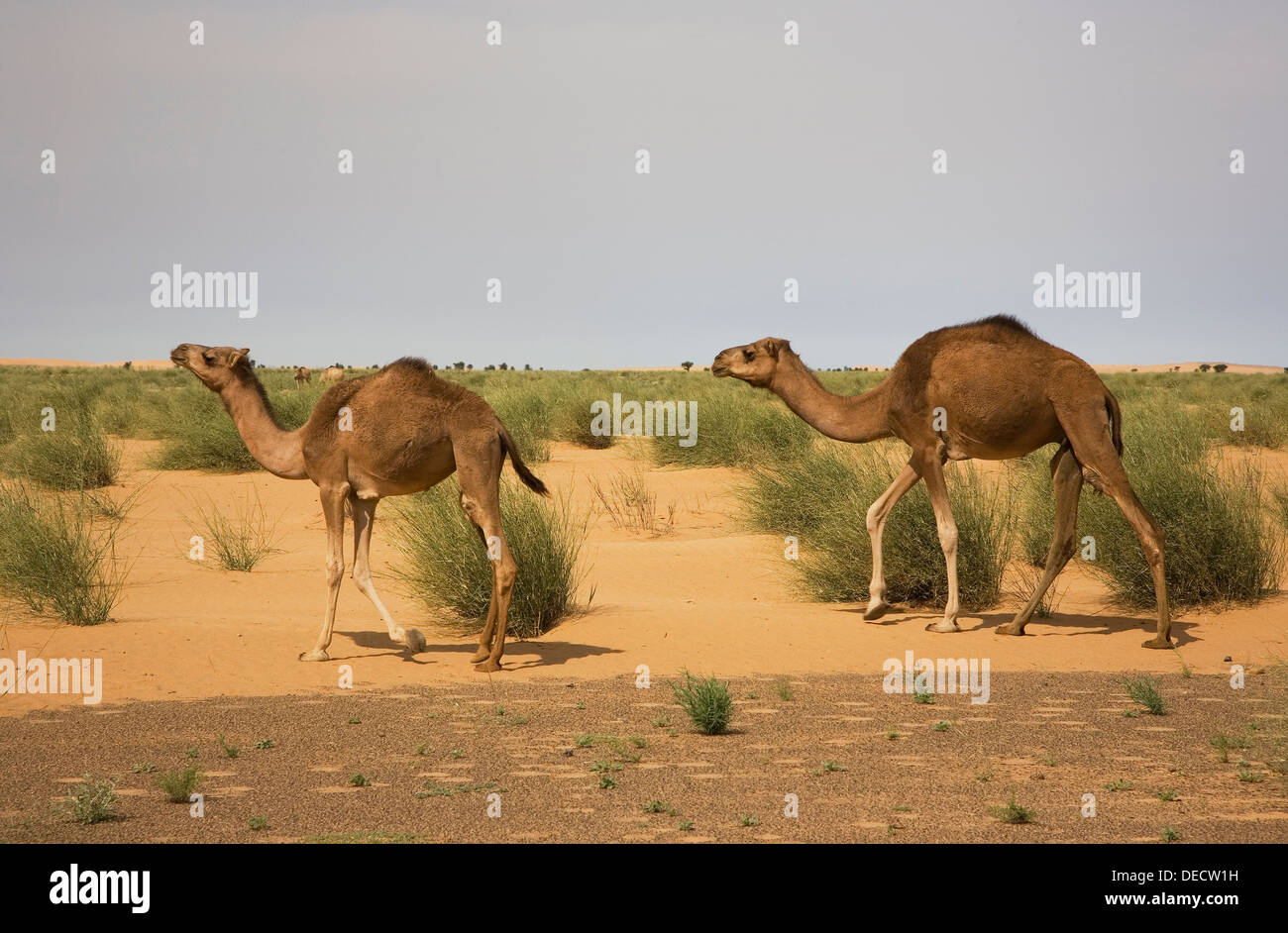 Dromedary camels in grass grazing area in desert of Western Sahara ...