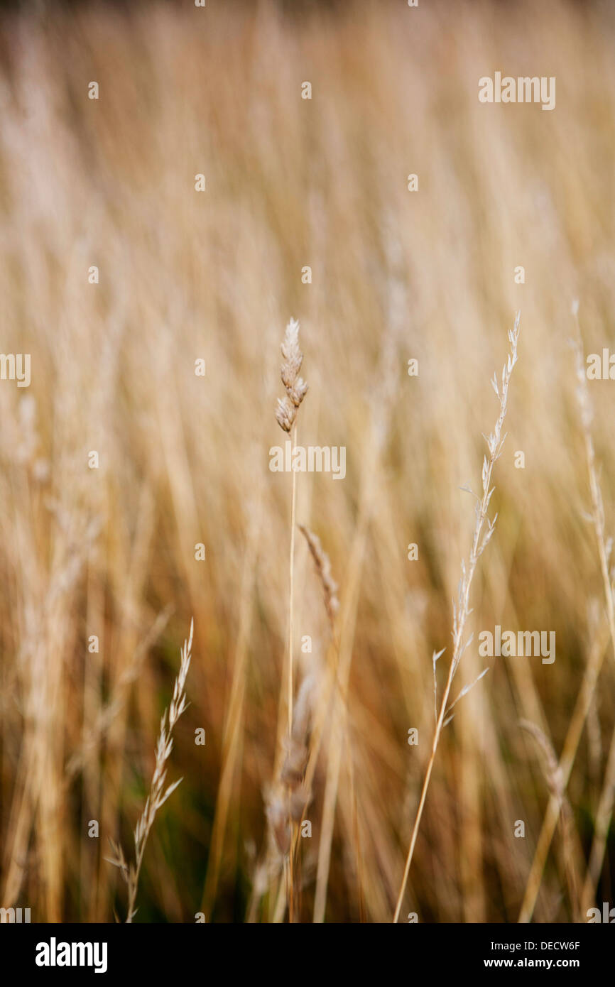 Grass creative hi-res stock photography and images - Alamy