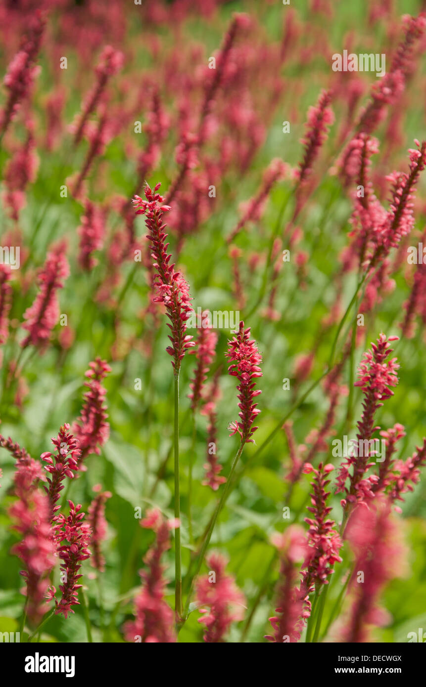 Persicaria amplexicaulis 'Firetail' also known as Polygonum ...