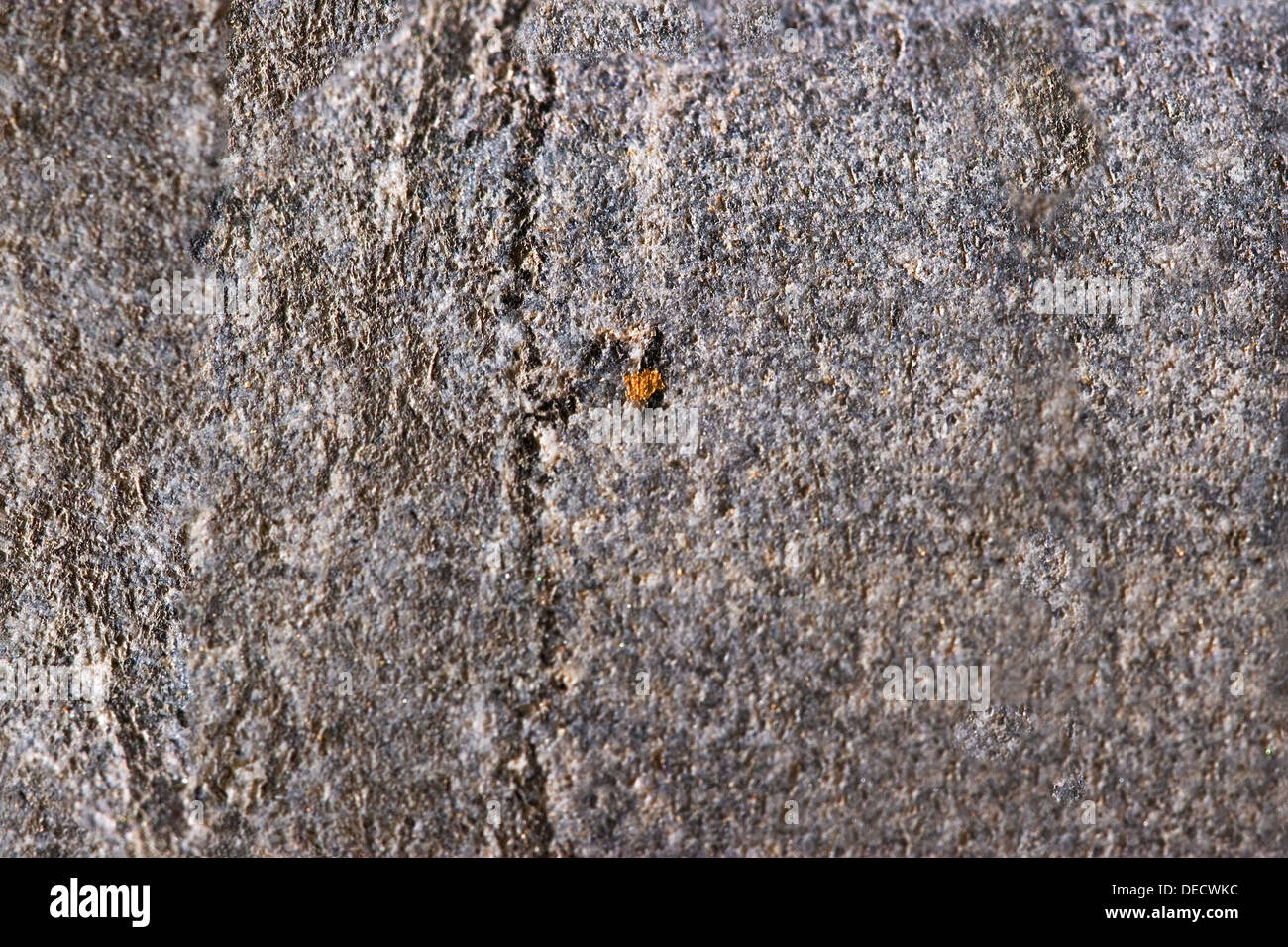 Close up of geological sample of green schist showing visible gold from ...