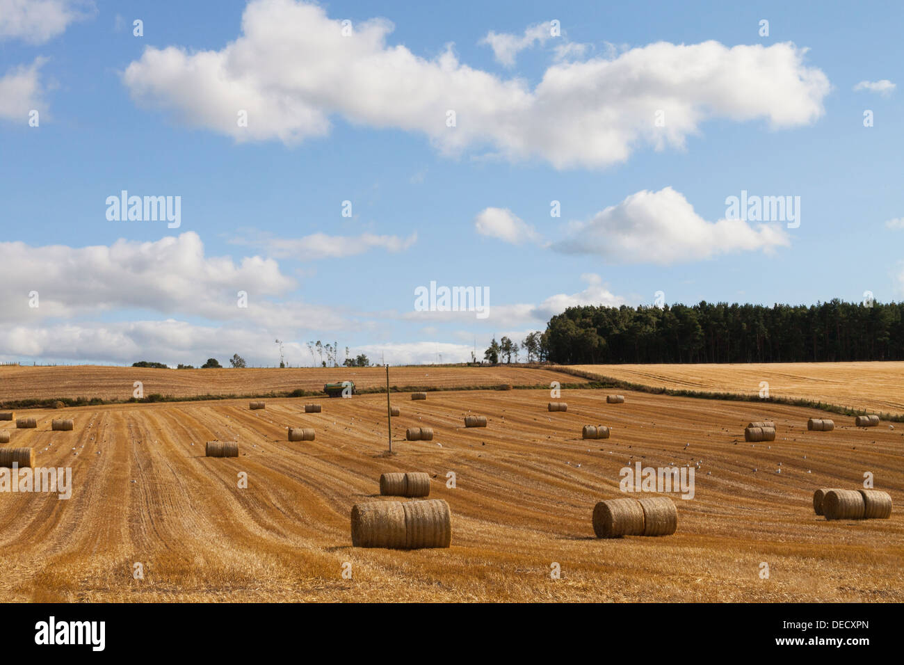 Hay bales at harvest in Scotland Stock Photo - Alamy