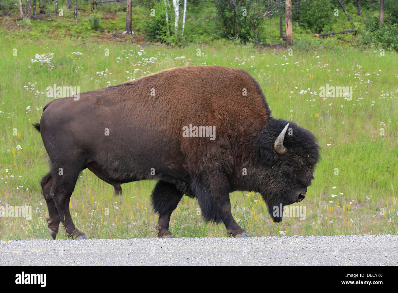 Northern british columbia hi-res stock photography and images - Alamy