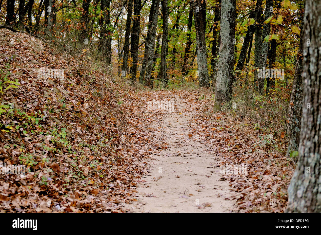 Brown County State Park Stock Photo - Alamy