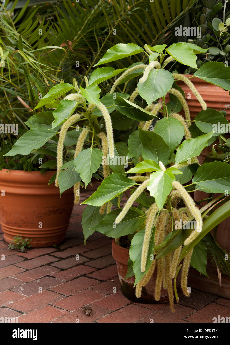Jade Princess ornamental millet (Pennisetum glaucum Stock Photo - Alamy