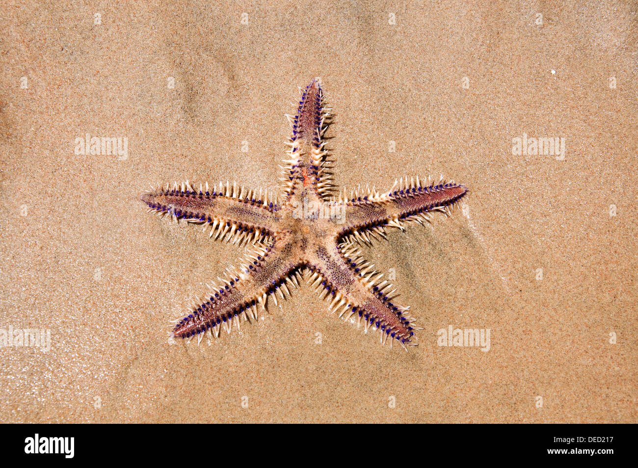 Star sand hi-res stock photography and images - Alamy