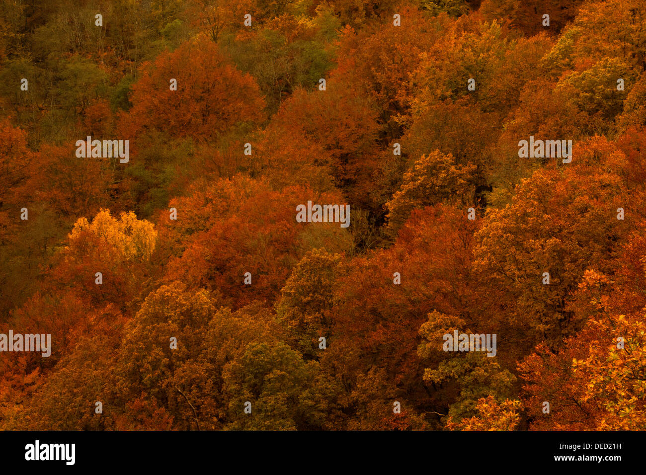 Autumn colours in the forest Stock Photo - Alamy