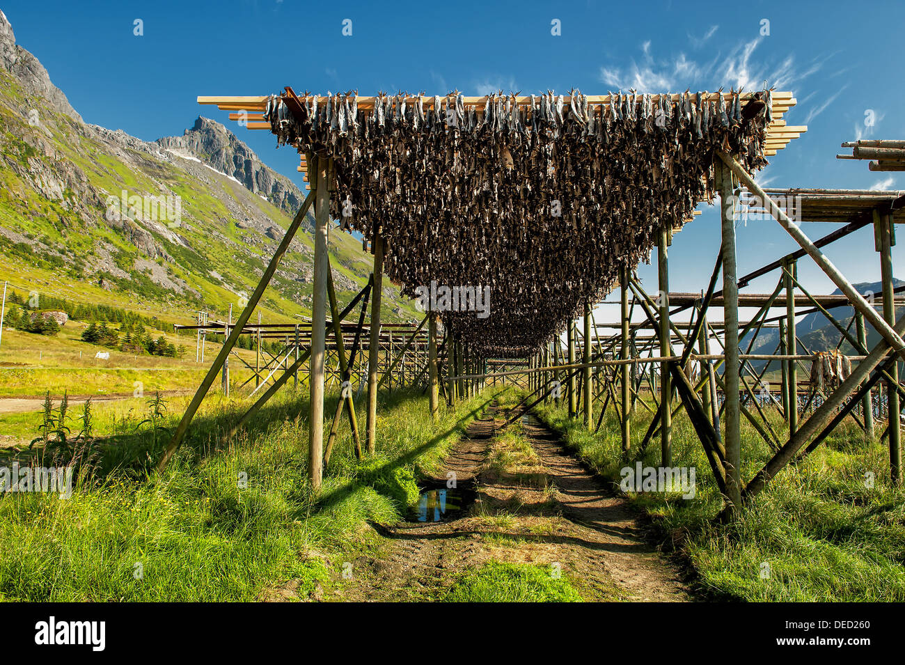 Stockfish drying lofoten in hi-res stock photography and images - Alamy