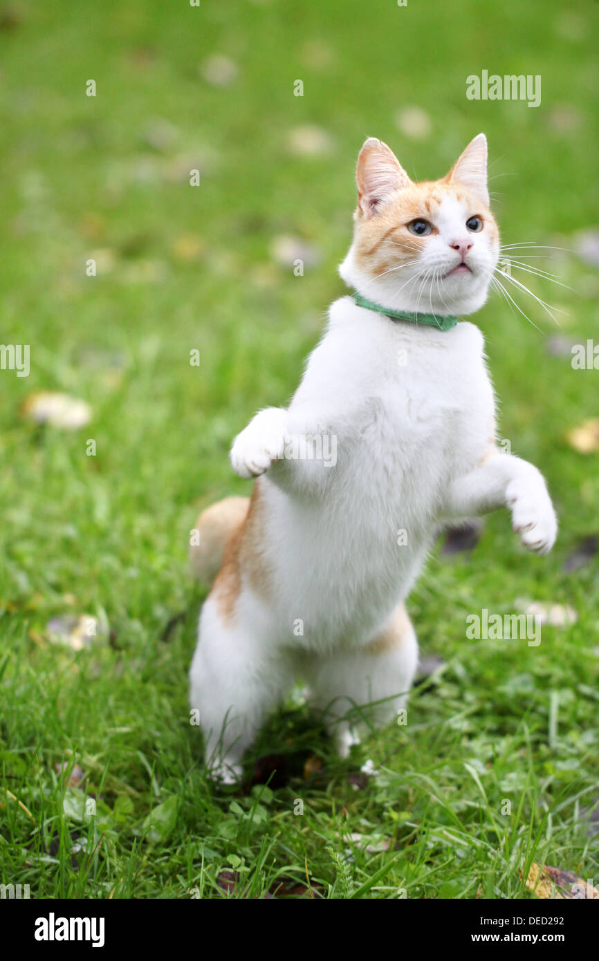 Beautiful white - cat playing in the green grass Stock Photo - Alamy