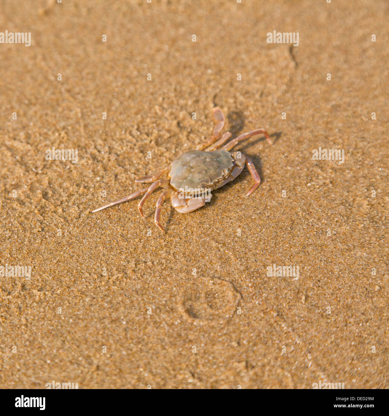 Baby crab on the sandy beach, sea shore Stock Photo - Alamy