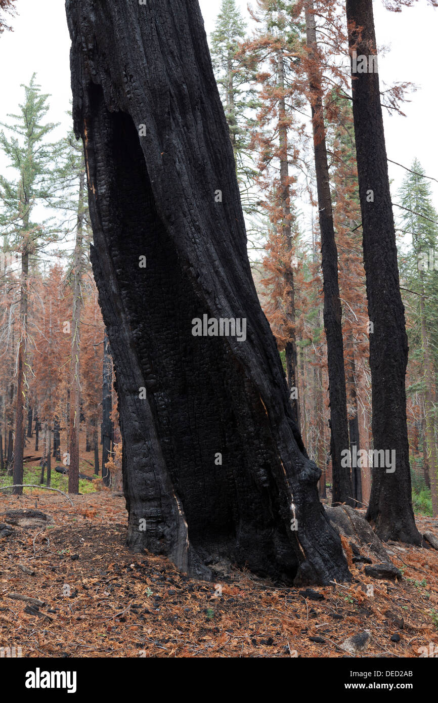 Charred forest tree trunks - Sierra Nevada mountains, California USA ...
