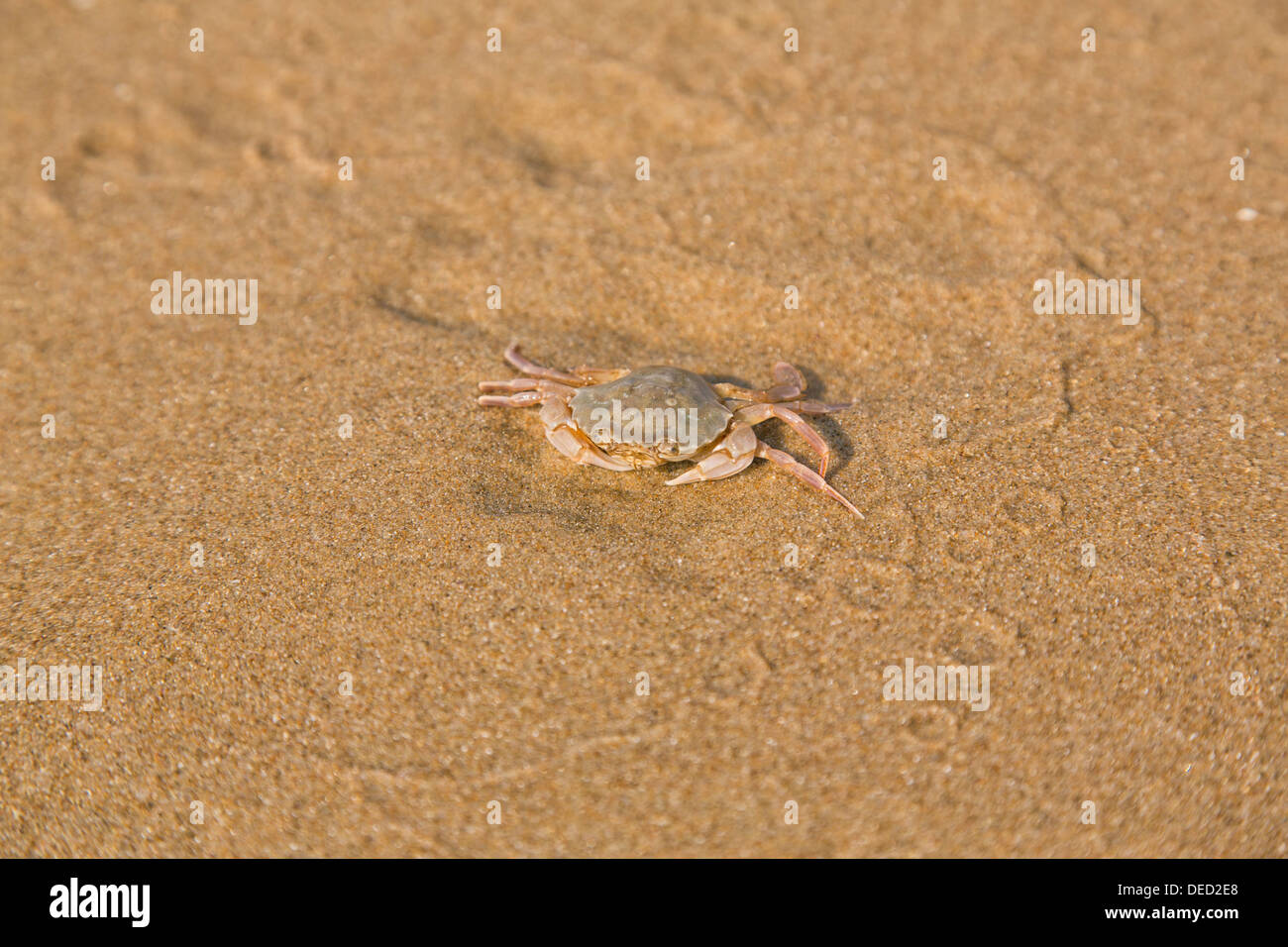 Baby crab on the sandy beach, sea shore Stock Photo - Alamy