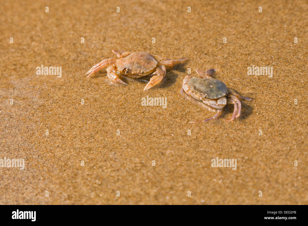 Baby crab on the sandy beach, sea shore Stock Photo - Alamy