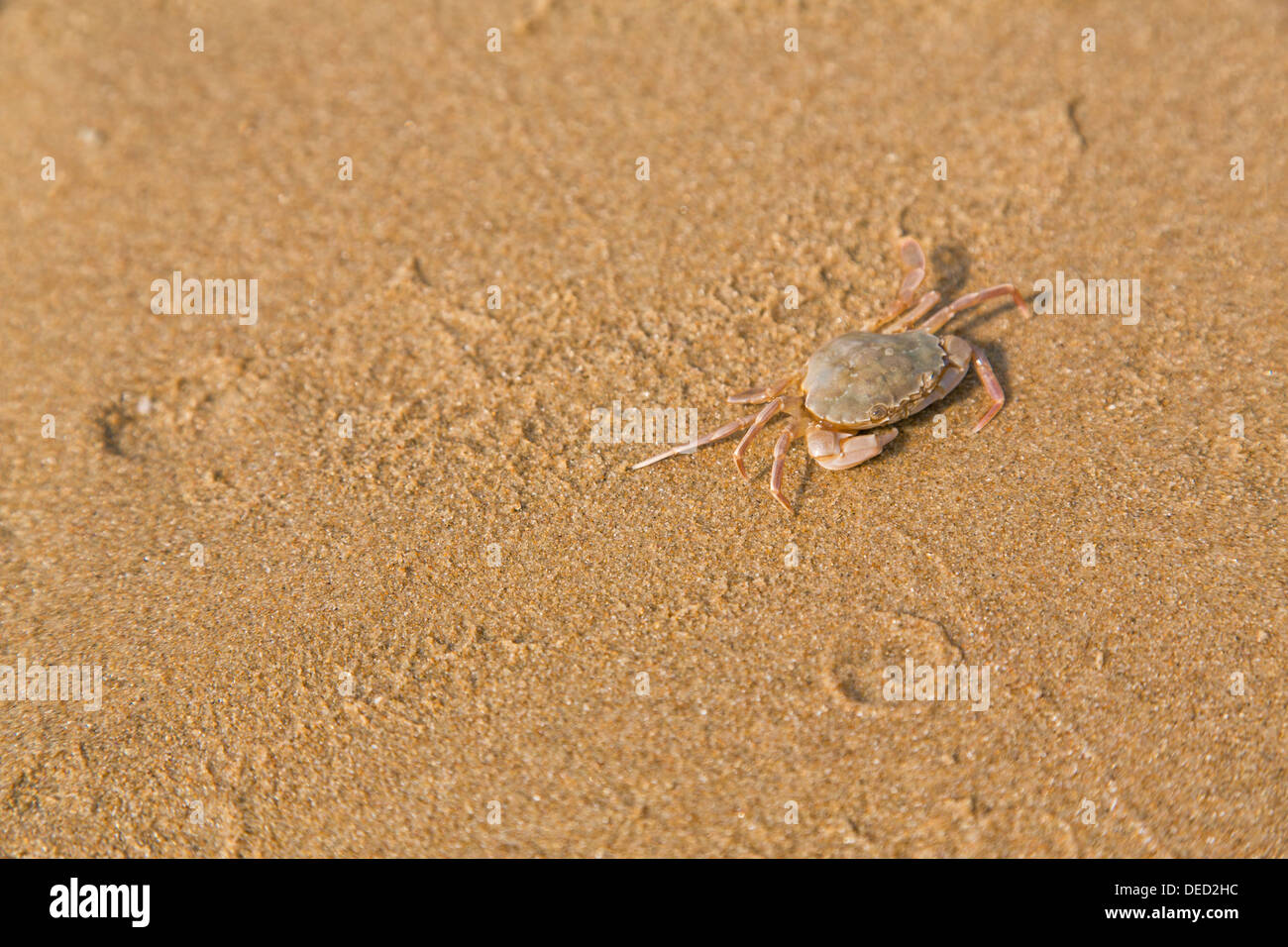 Baby crab on the sandy beach, sea shore Stock Photo - Alamy