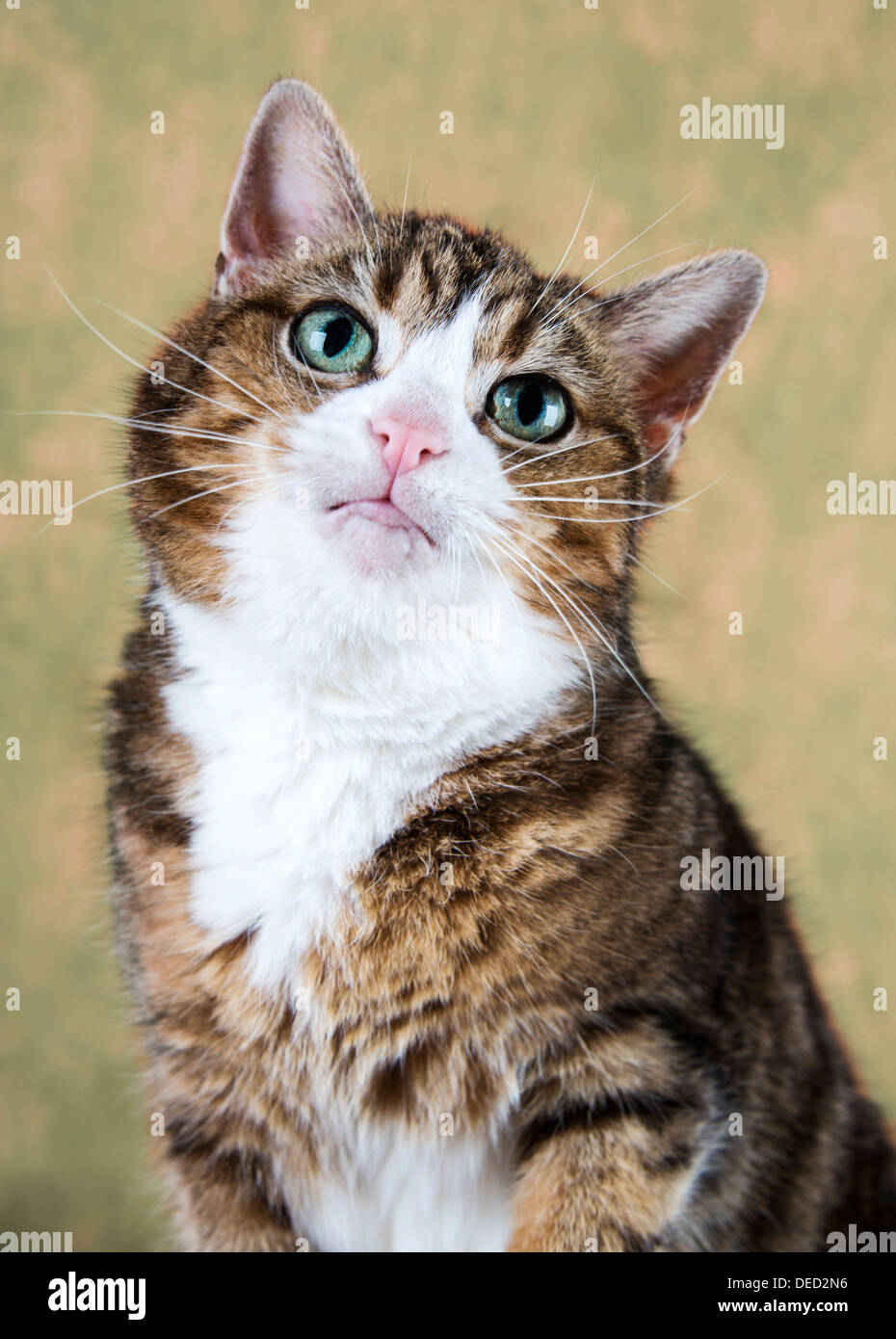 Beautiful tabby cat hi-res stock photography and images - Alamy