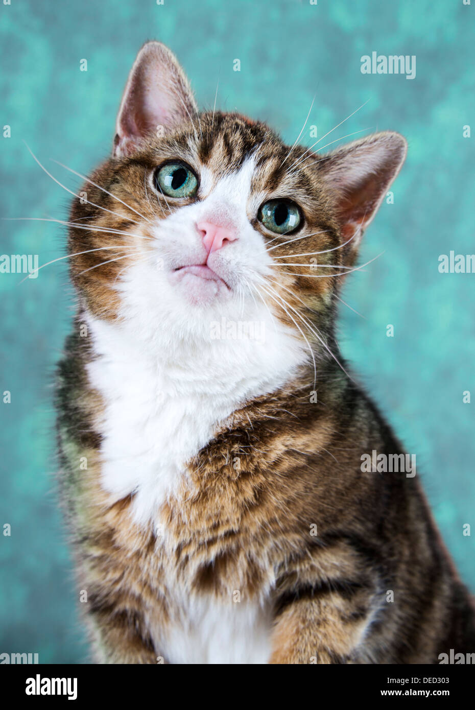 Beautiful tabby cat portrait Stock Photo - Alamy