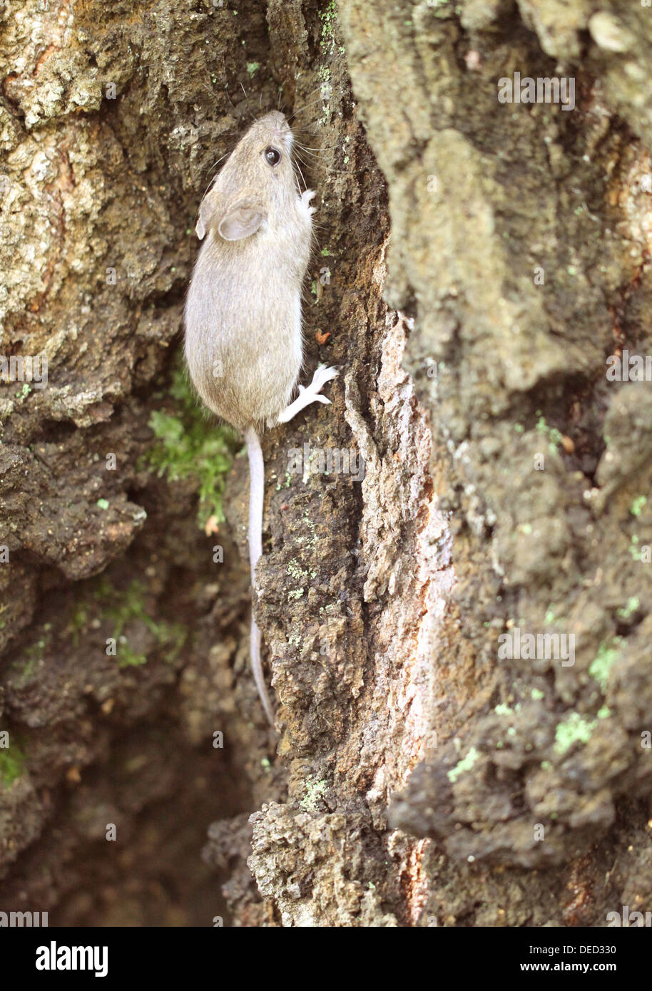 Gray wood mouse on a tree in the forest Stock Photo - Alamy
