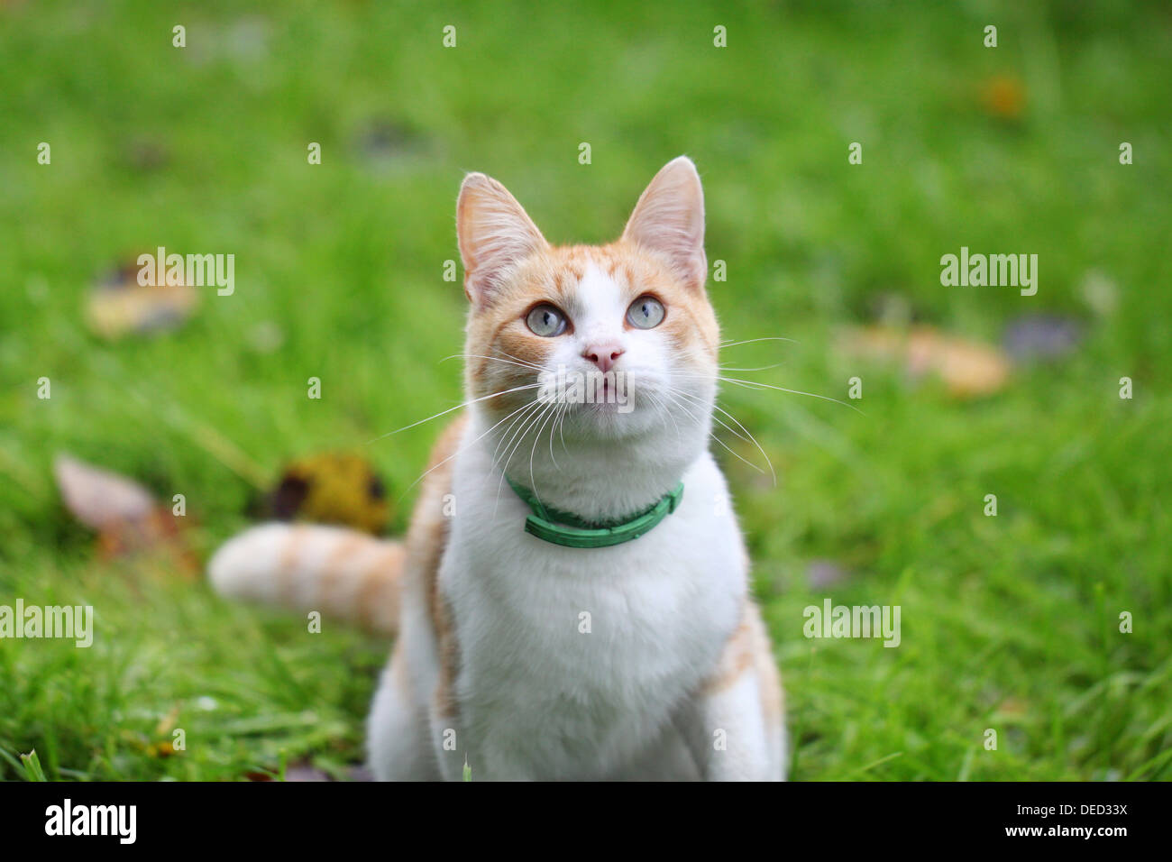 Beautiful white - cat playing in the green grass Stock Photo - Alamy