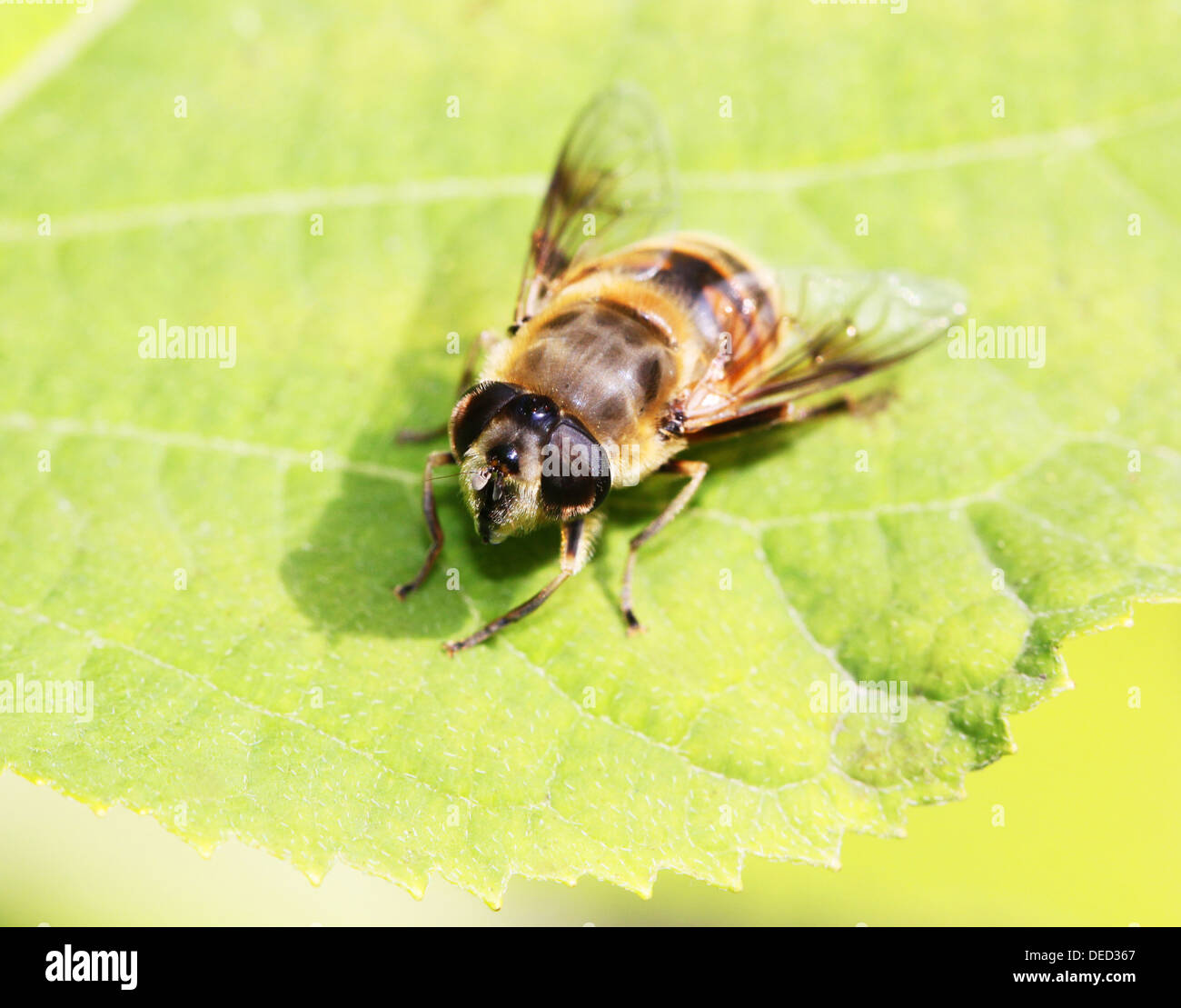 Gadfly insect sitting on a green leaf Stock Photo - Alamy